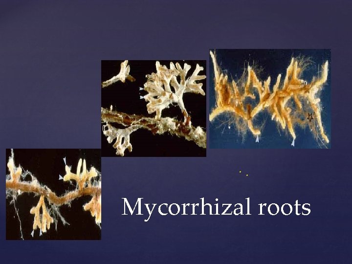 What are Mycorrhizae The word mycorrhizae was first