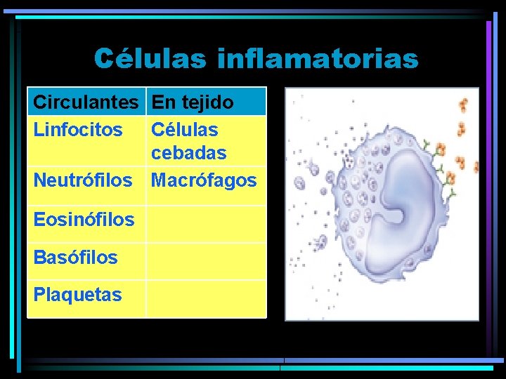 ASPECTOS BASICOS DE LA INFLAMACION Margarita Paz Curso