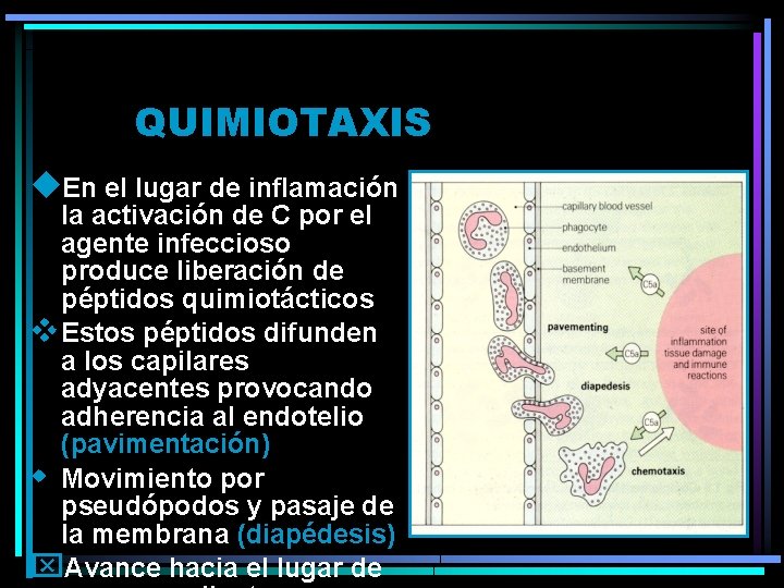ASPECTOS BASICOS DE LA INFLAMACION Margarita Paz Curso