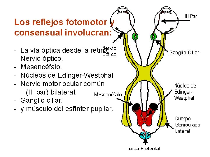 Reflejos concepto fisiologa y exploracin en la prctica