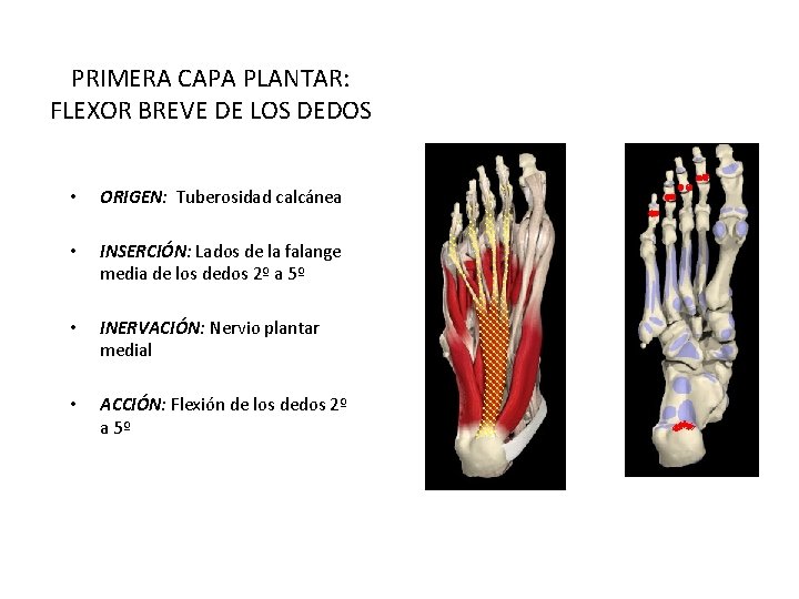 MSCULOS INTRNSECOS DEL PIE La mayora de los