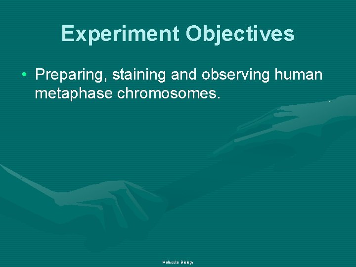Human Metaphase Chromosomes Experiment Objectives Preparing staining and