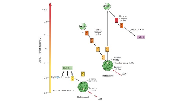 FOTOSINTESIS Autotrof Sumber Bahan Makanan Heterotrof Organisme ...