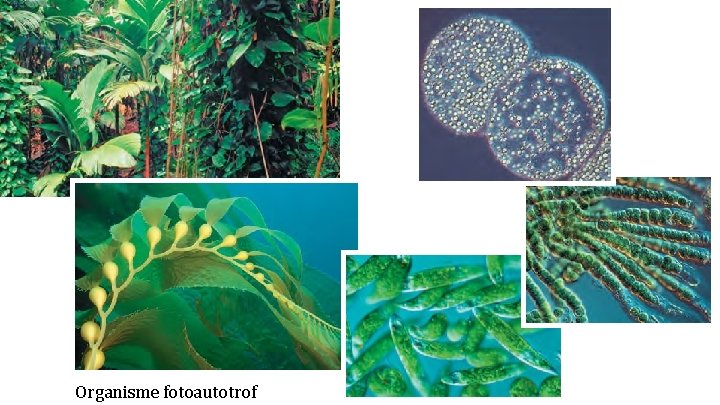 FOTOSINTESIS Autotrof Sumber Bahan Makanan Heterotrof Organisme ...