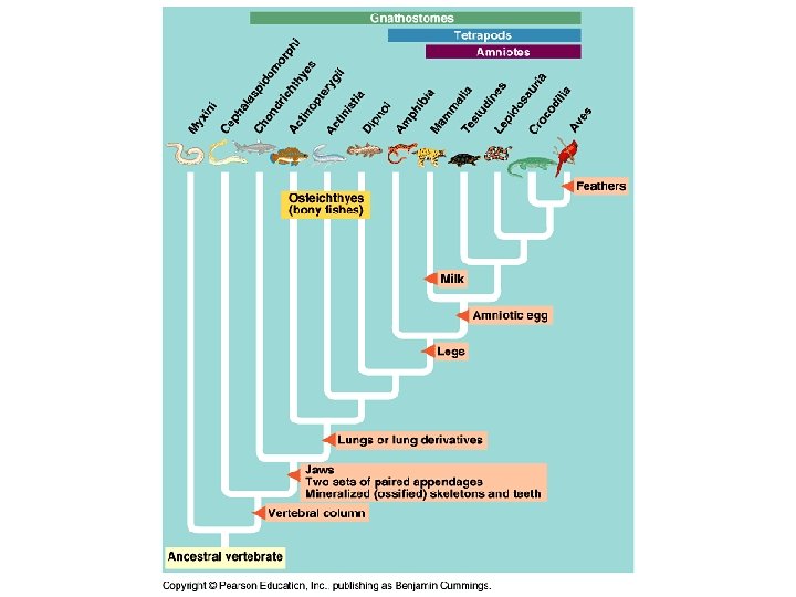Chapter 34 Vertebrate Evolution and Diversity Four anatomical