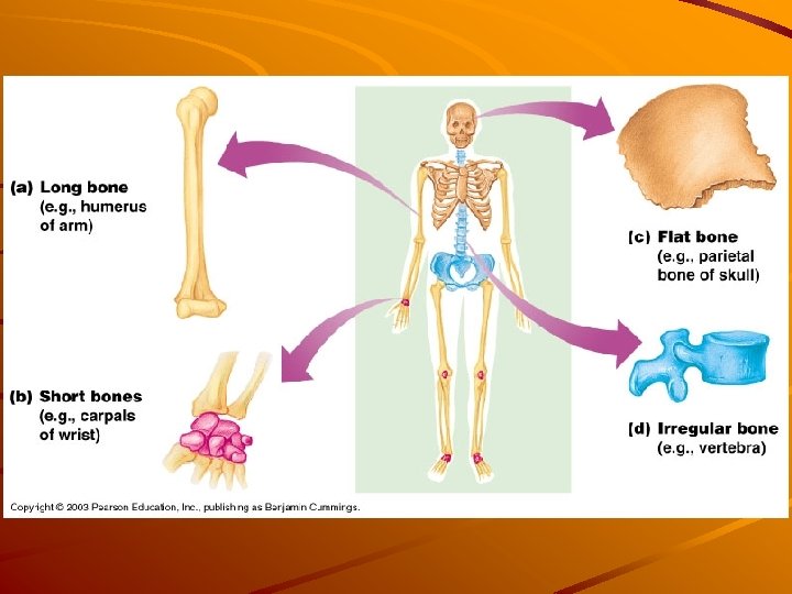 Bones Structure Remodeling Homeostatic Imbalances Classification of Bones