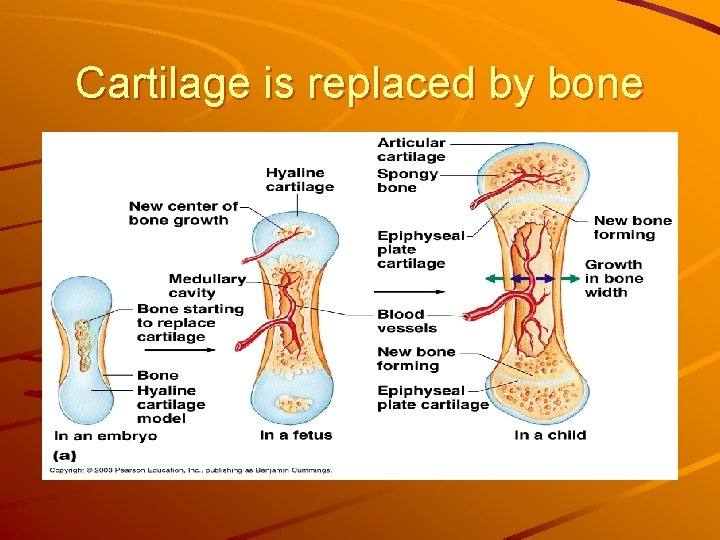 Bones Structure Remodeling Homeostatic Imbalances Classification of Bones