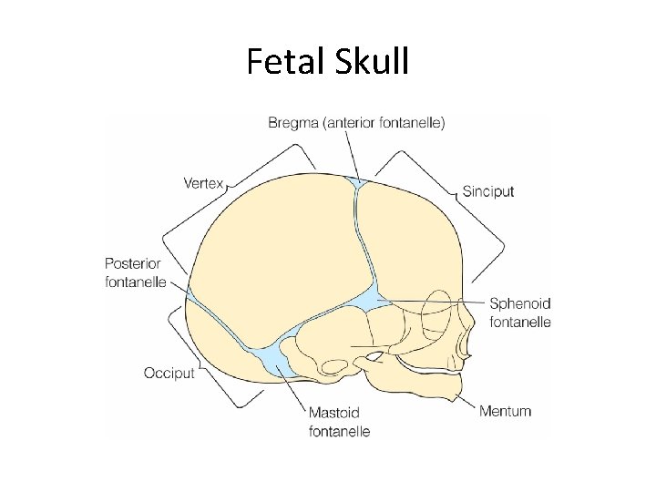 Intrapartal Nursing Care Labor and Birth Linda L