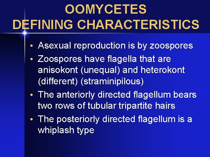 OOMYCETES I INTRODUCTION SAPROLEGNIALES IB 371 GENERAL MYCOLOGY