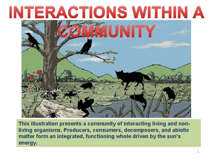 INTERACTIONS WITHIN A COMMUNITY Populations of different species