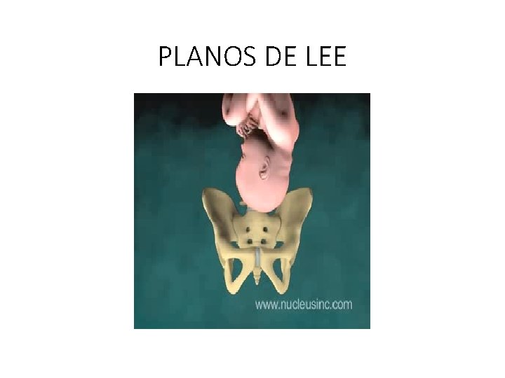 Introduccin a la clnica de la ginecoobstetricia Equipo