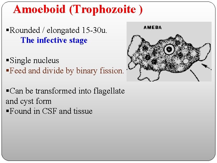 FreeLiving Amoebae Dr Amira Taman Amoebae Parasitic Freeliving