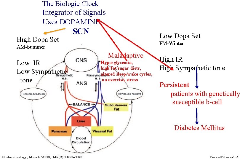 Bromocriptine QR The Biologic Clock Modern Insulin Resistant