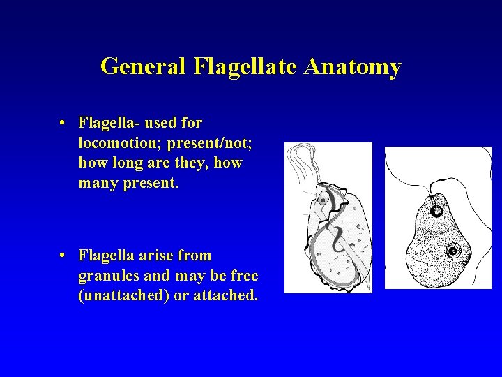 Flagellates Old Taxonomy PHYLUM SARCOMASTIGOPHORA SUBPHYLUM ...
