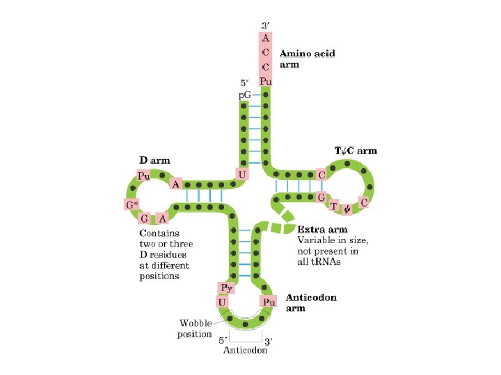 Genomas contenido de genes Estructura de un gen