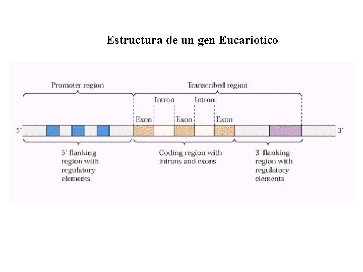 Genomas contenido de genes Estructura de un gen
