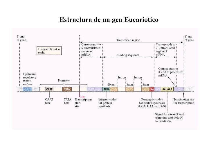Genomas contenido de genes Estructura de un gen