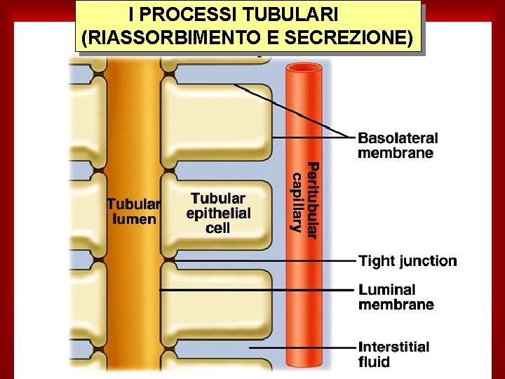 FISIOLOGIA UMANA Dalla molecola alla cellula alluomo ambiente
