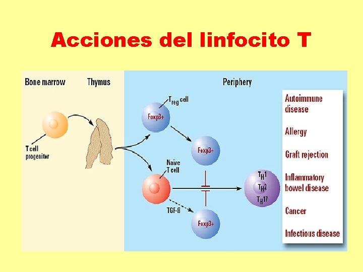 rganos y tejidos linfoides y Clulas del Sistema