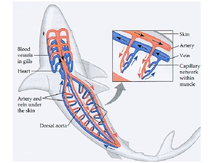 Controlling the Internal Environment I Regulation of Body