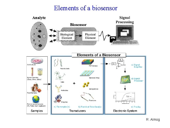 Outline Biosensors Detection principles Electrochemical Optical ...