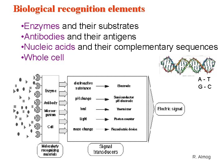 Outline Biosensors Detection principles Electrochemical Optical ...