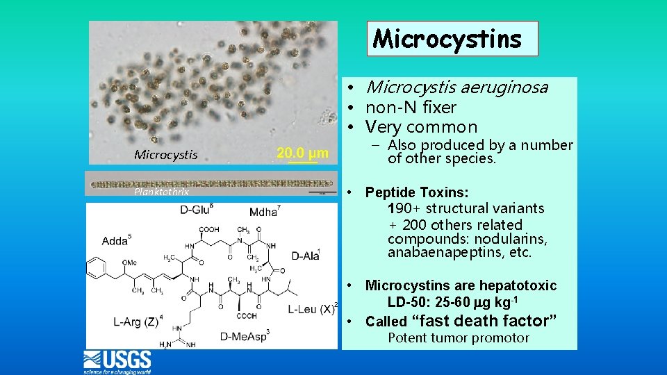 Harmful Algal Blooms Red and Green What Does