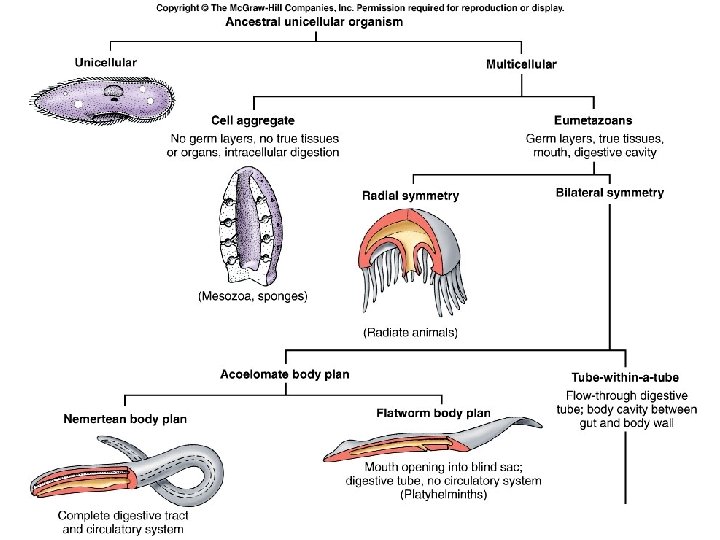 Ch 11 Pseudocoelomates soodoeseelowmates Acrobeles complexus ...