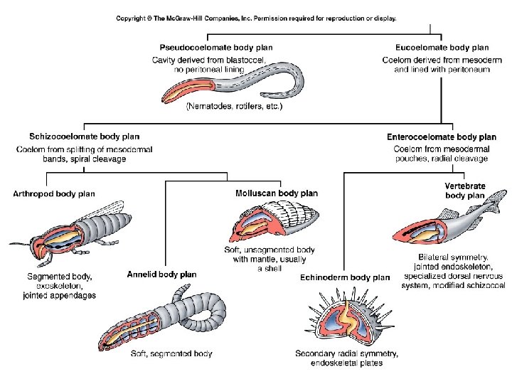 Ch 11 Pseudocoelomates soodoeseelowmates Acrobeles complexus ...
