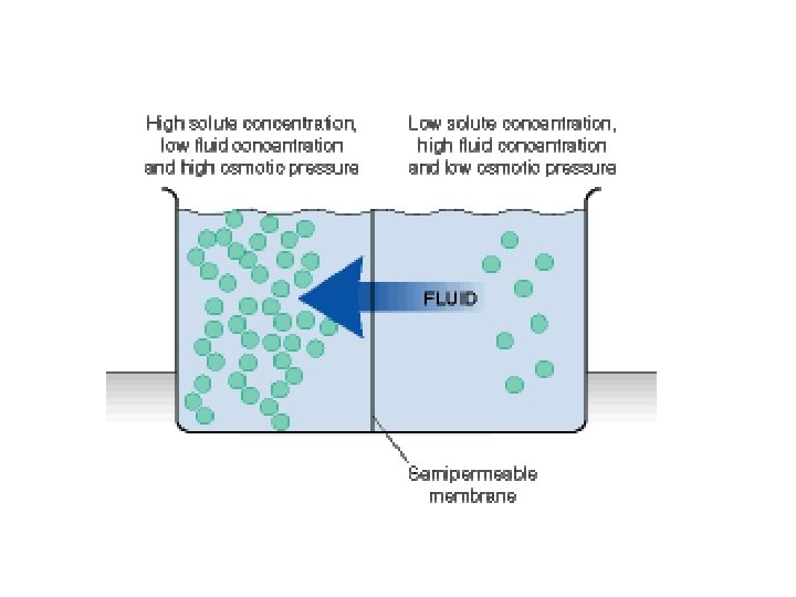 Body Fluids Body Fluids l Total amount of
