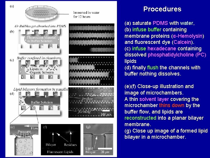 Microfluidic formation of lipid bilayer array for membrane