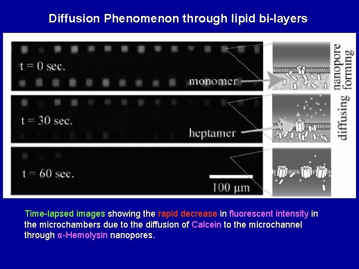 Microfluidic formation of lipid bilayer array for membrane