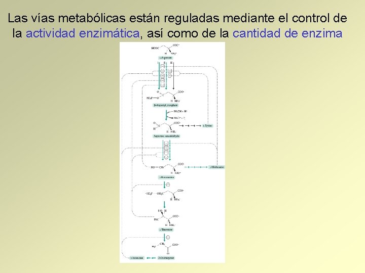 Bioenergtica Metabolismo y Regulacin Metabolismo Actividad Celular ...