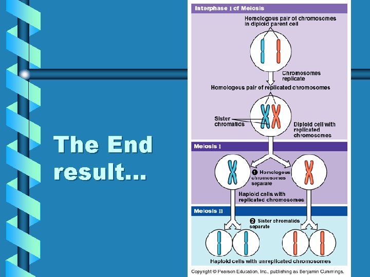 Meiosis Part 2 The End result Lets Compare