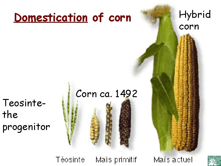 The Challenges for Biofuels 1 Food vs Fuel