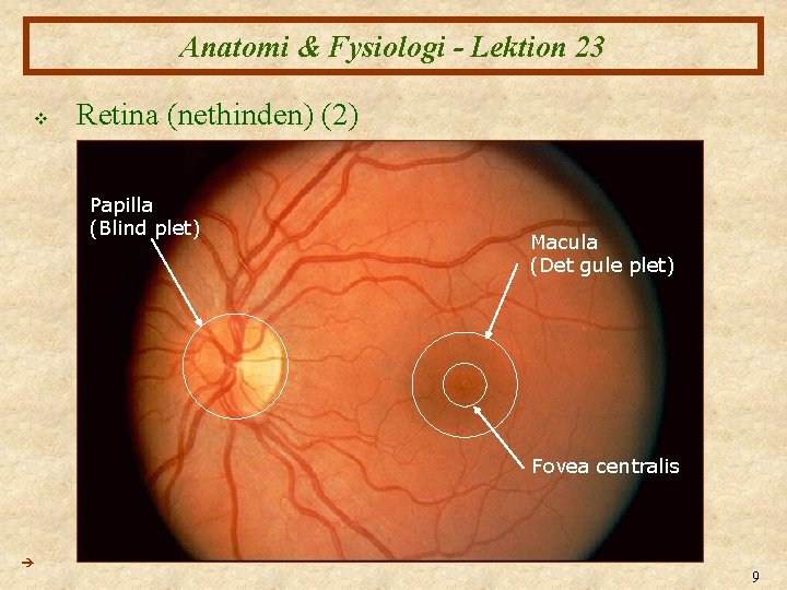 Anatomi Fysiologi XXIII 1 Sanseorganerne 1 Anatomi Fysiologi