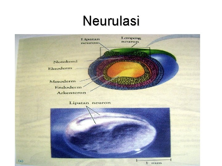Organogenesis Awal Neurulasi M K Embriologi Hewan Siti