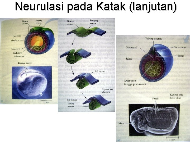 Organogenesis Awal Neurulasi M K Embriologi Hewan Siti