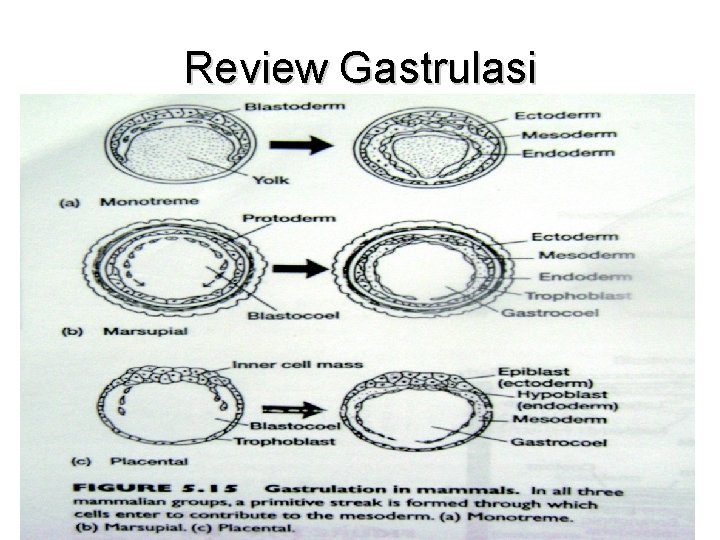 Organogenesis Awal Neurulasi M K Embriologi Hewan Siti