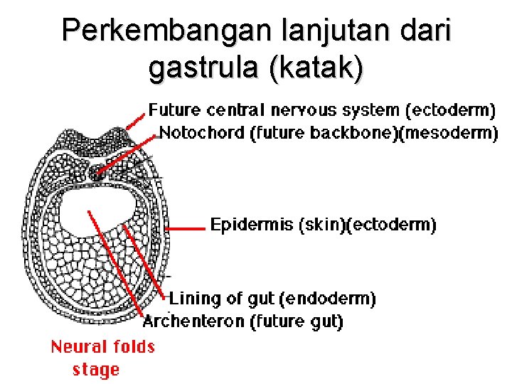 Organogenesis Awal Neurulasi M K Embriologi Hewan Siti