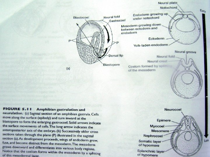 Organogenesis Awal Neurulasi M K Embriologi Hewan Siti
