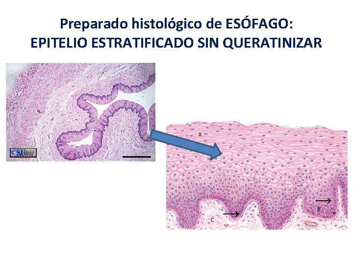 TEJIDO EPITELIAL CLASIFICACIN de EPITELIOS SIMPLES monoestratificados PLANO