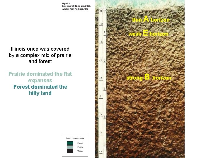Characteristics that differentiate soil horizons Color Texture Density