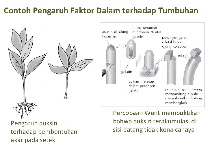BAB 1 Pertumbuhan dan Perkembangan Tumbuhan A Pendahuluan