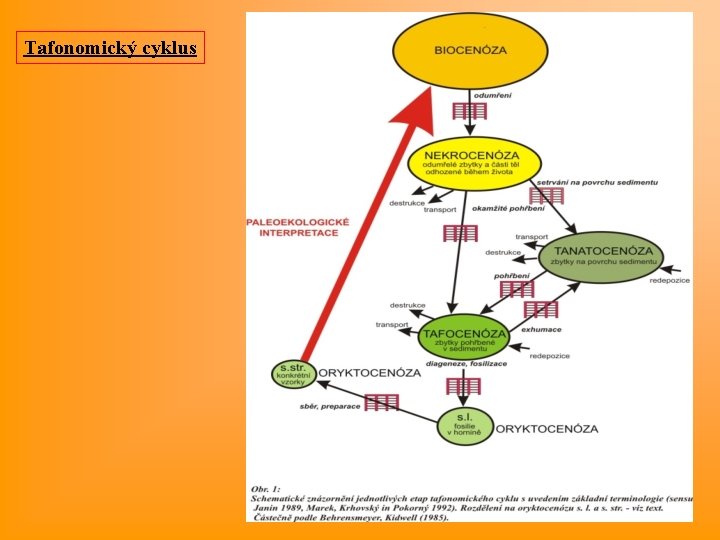 Paleoentomologie Blok 1 Pednejc Mgr Ondej Dostl Informan