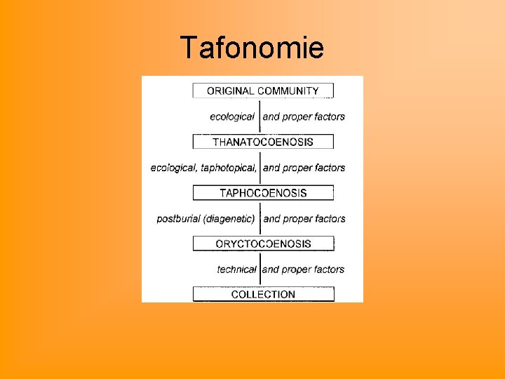 Paleoentomologie Blok 1 Pednejc Mgr Ondej Dostl Informan