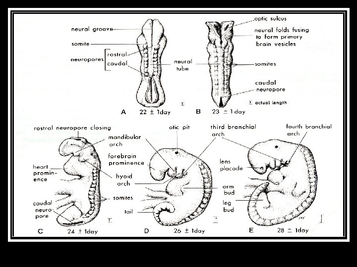 Fetal development Morphological physiological biochemical aspect and ...