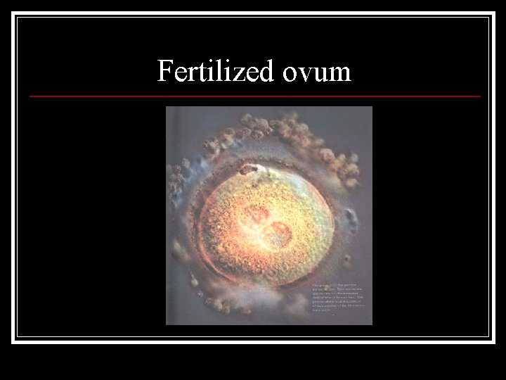 Fetal development Morphological physiological biochemical aspect and ...