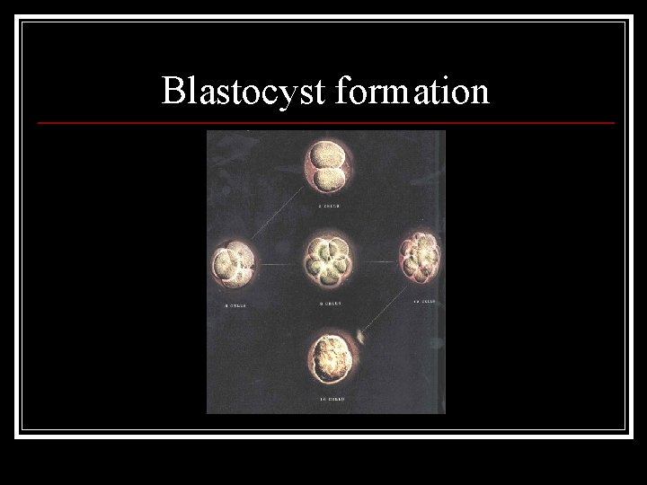 Fetal development Morphological physiological biochemical aspect and ...