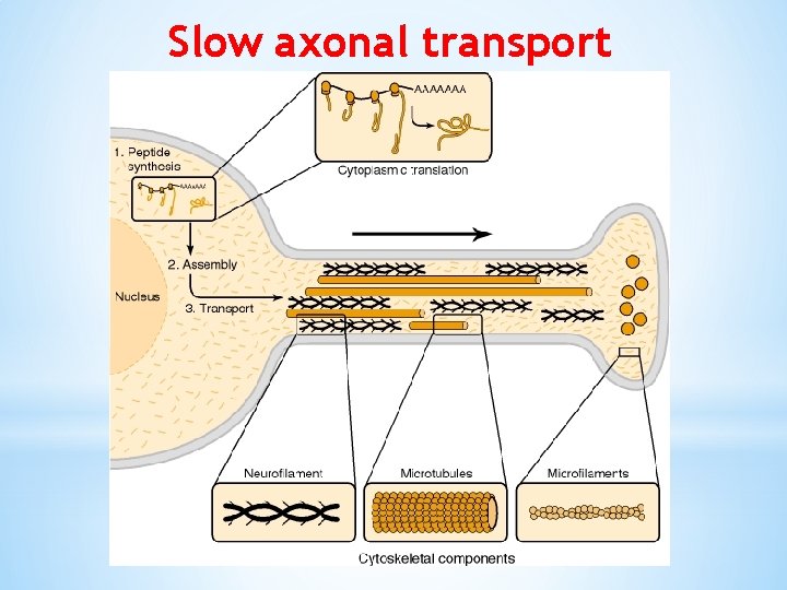 IVANA HRADILOV SVENSK Homeostasis maintains the stability of